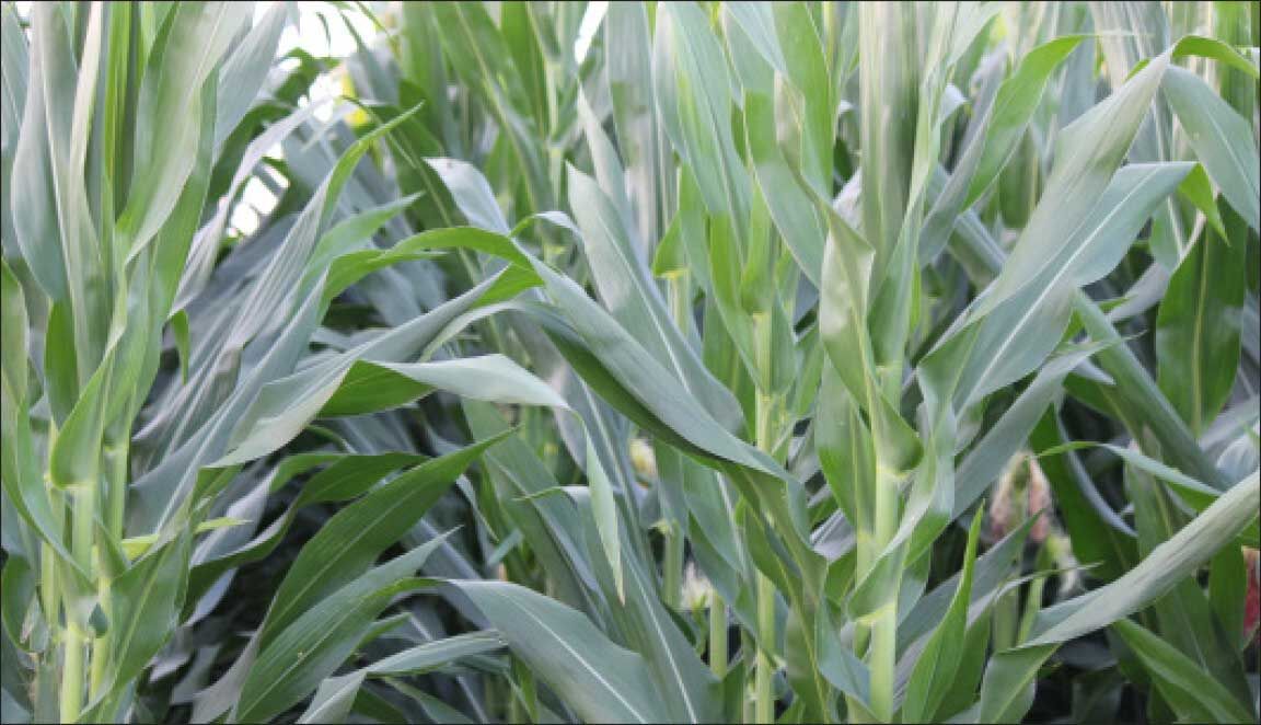 Creative corn growers build on Iowa strengths