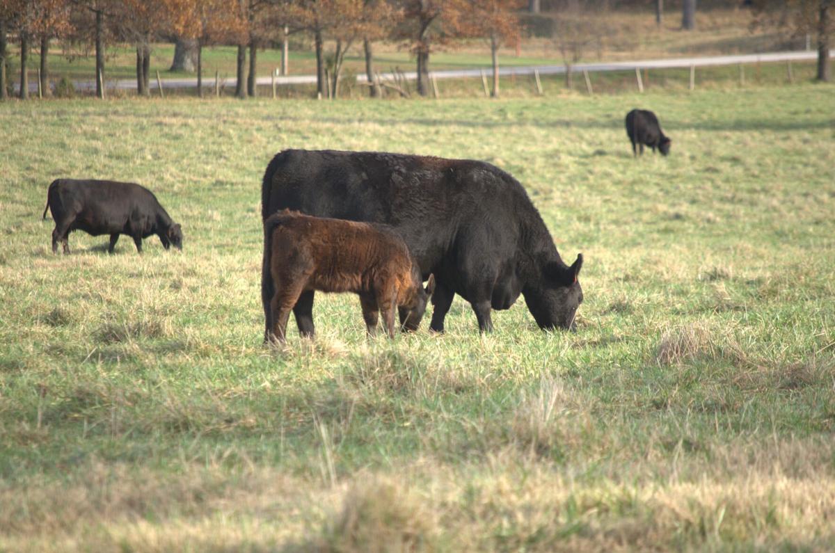 Fall pasture investments pay off come spring