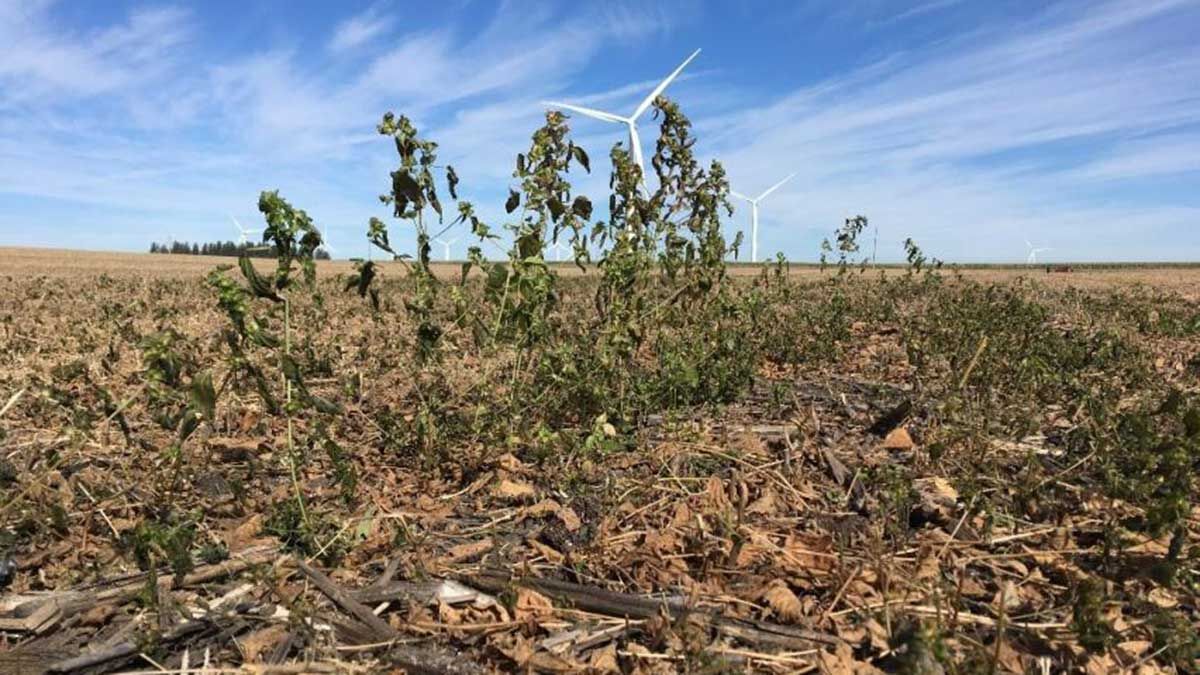 Keep an eye out for spread of Asian copperleaf