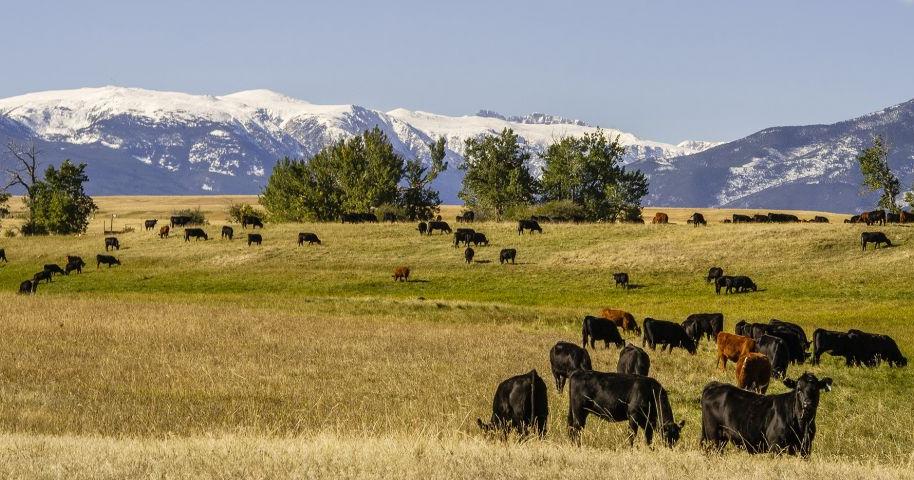 New ranch internship program by National Cattlemen