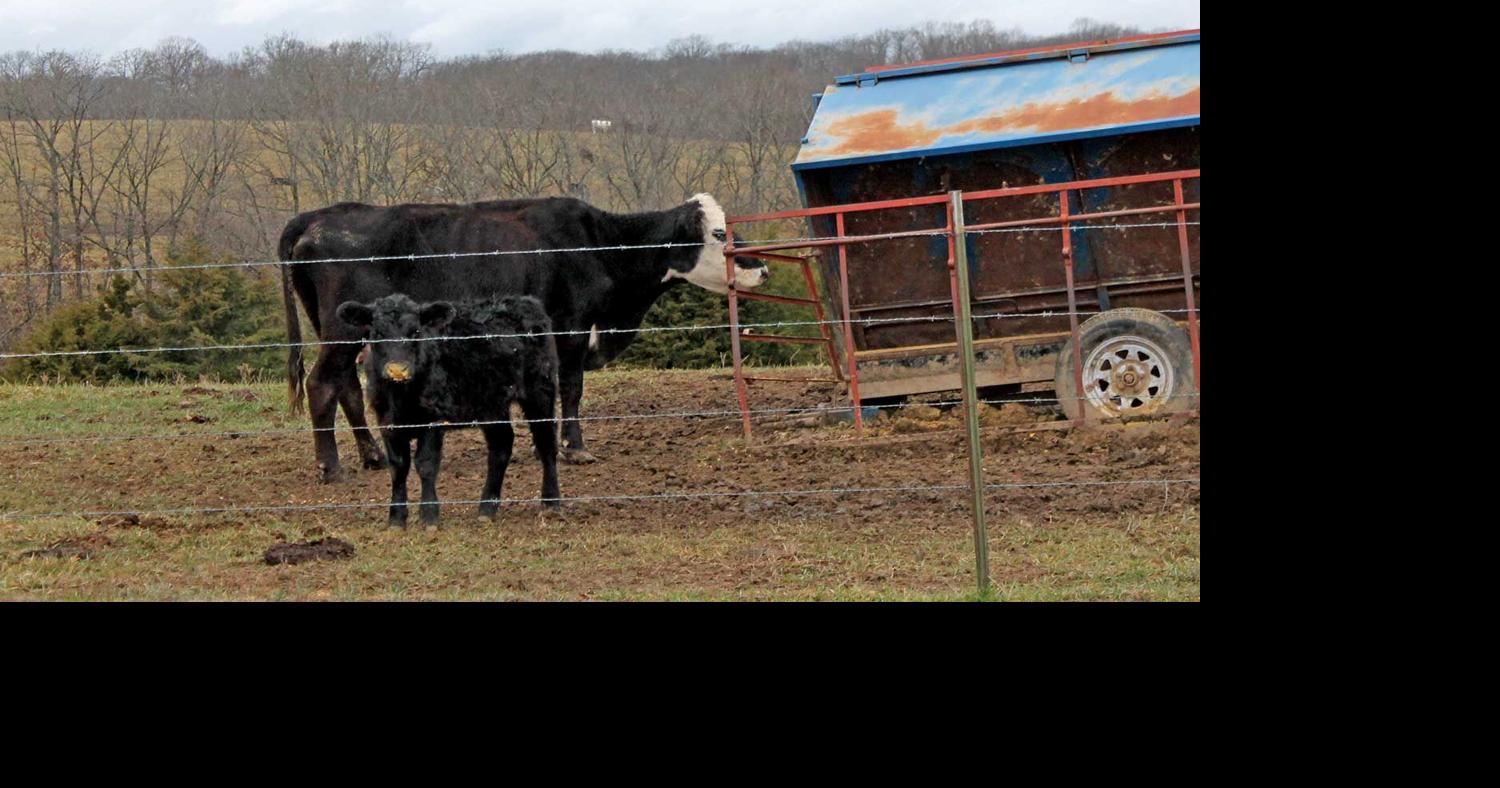 Getting cows in condition can help with calving, next breeding season
