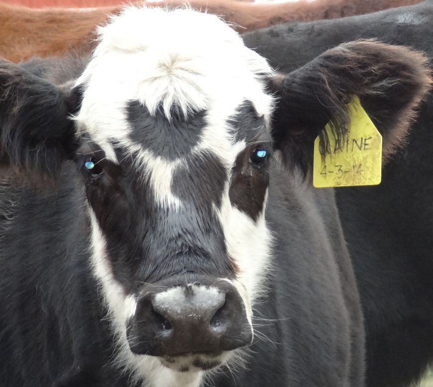 Minimizing threat of heifer disease by blood testing