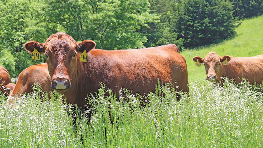 Water, pasture conditions put shortage fears to rest in Missouri