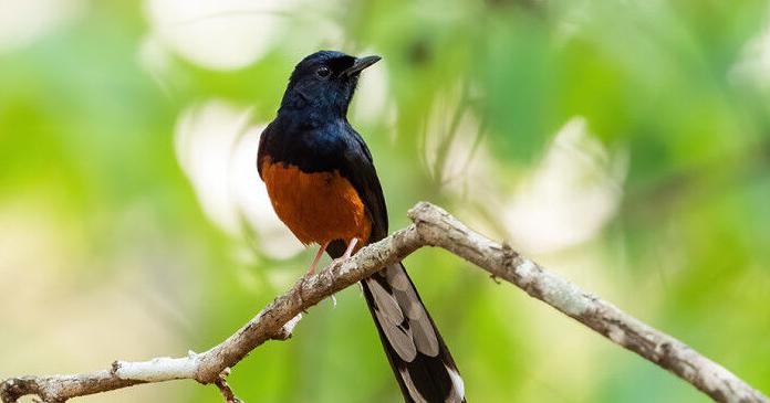 Factor in why birds make so many sounds