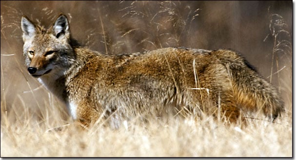 Living with wildlife