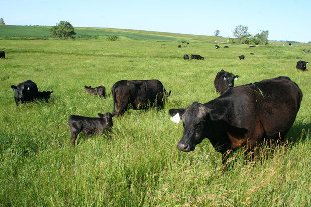 Positive demand signs boost cow/calf profit outlook