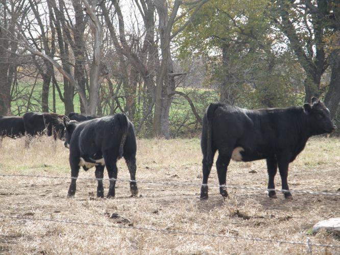 Take a 3-front approach for building calves’ immunity