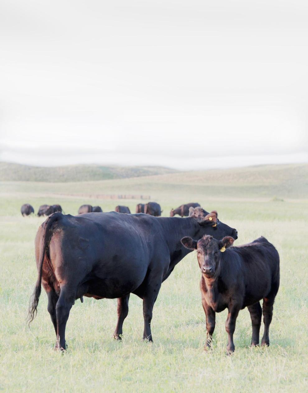 Sitz Angus Ranch celebrates 100 years of maternal Angus bloodline