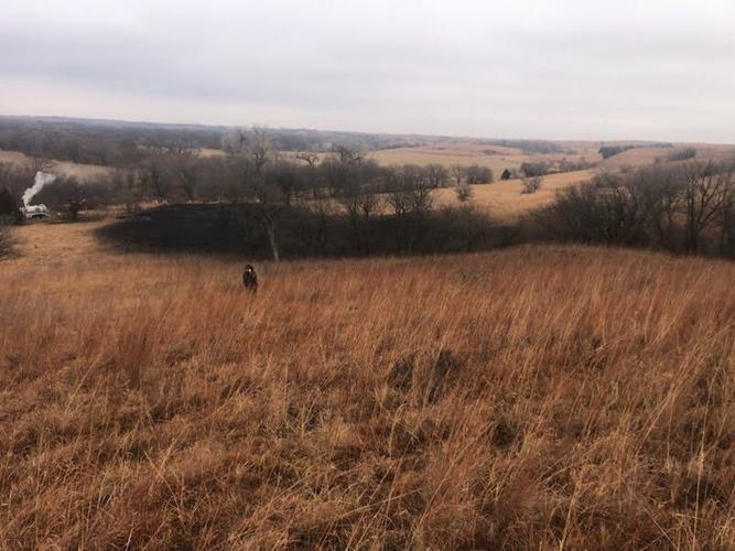 Keystone Pipeline rupture leaves cattle pasture covered in crude