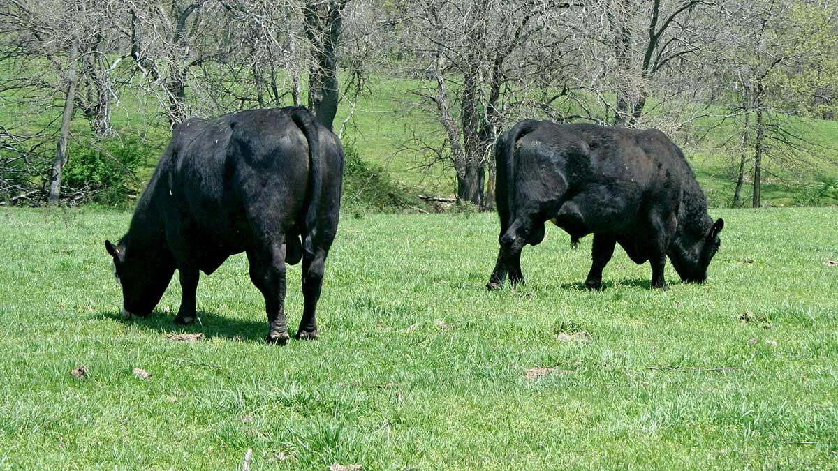Genomic data enhances EPDs for beef industry