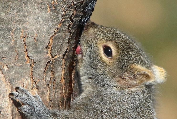 Bird feeding need not be tidy