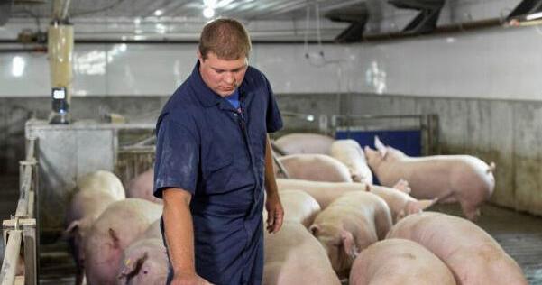 Develop, select replacement gilts