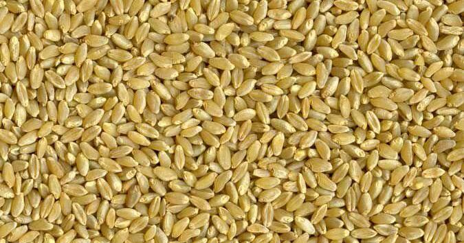 Durum prices slide as harvest swings into full gear