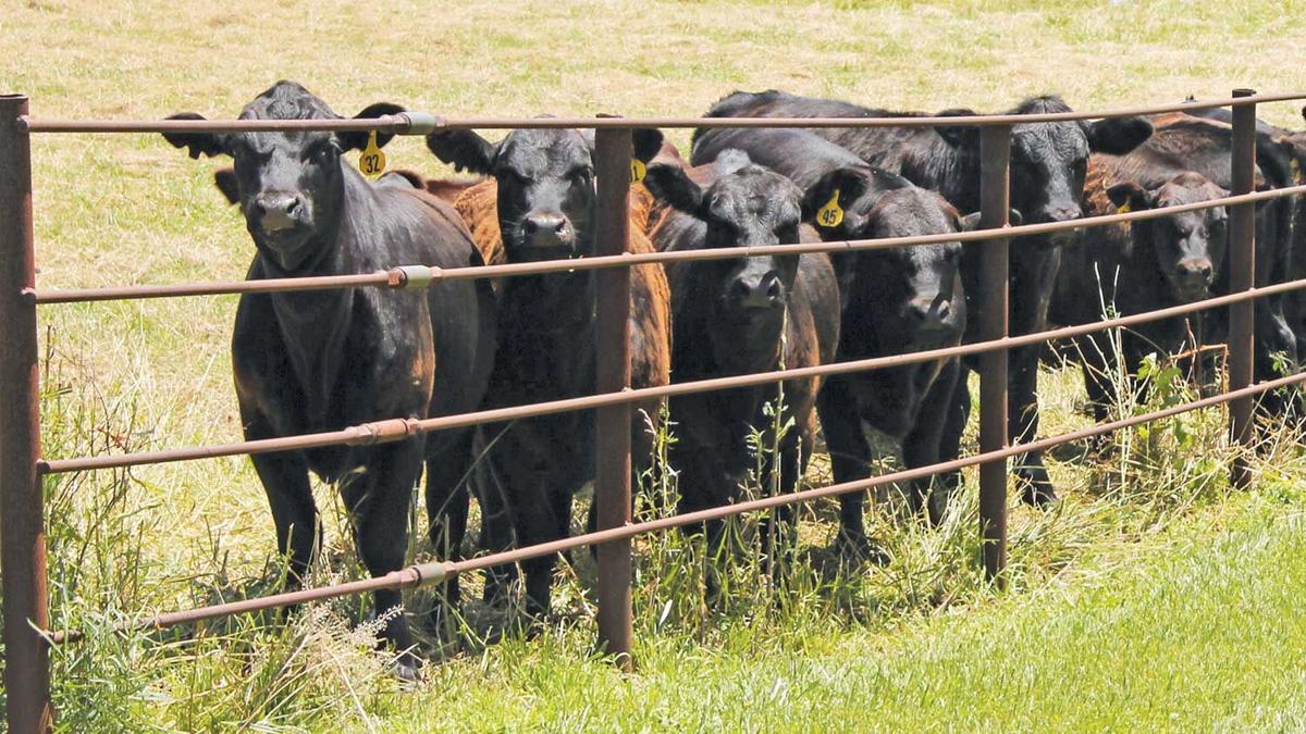 Wandering cow syndrome strikes again