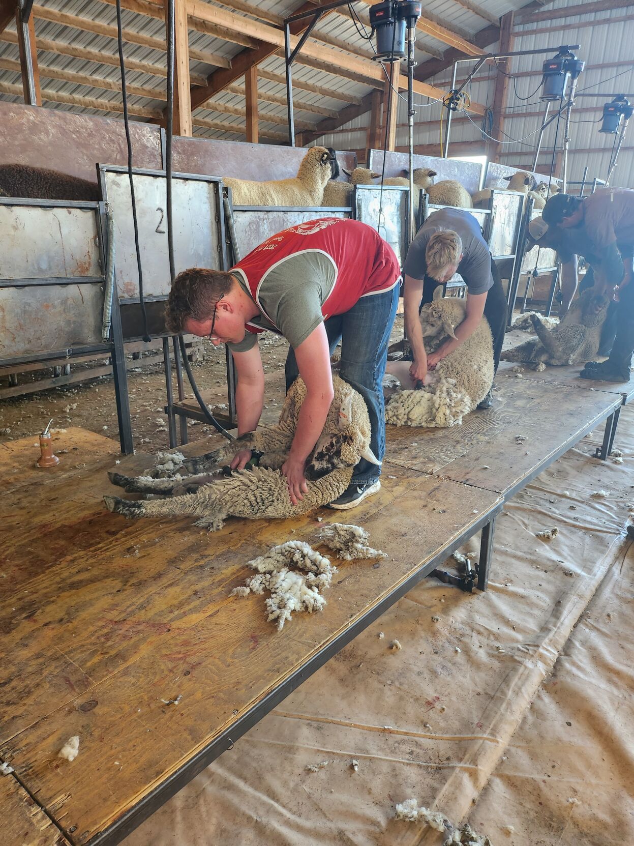 MSU’s beginner wool harvesting school draws variety of students