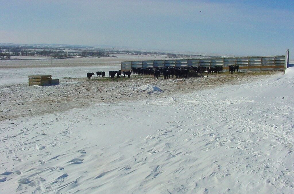 Winter grazing: Does it work?