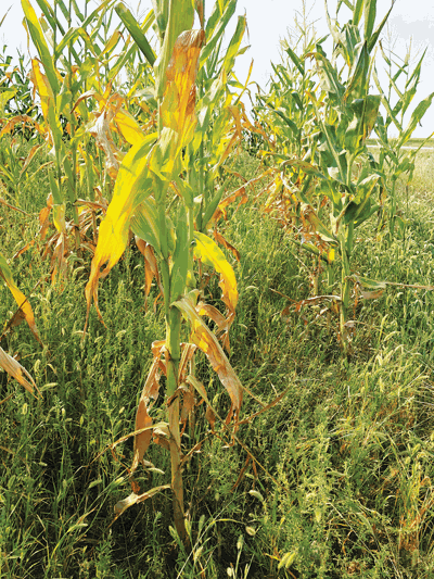 Drought-stressed corn's forage quality varies