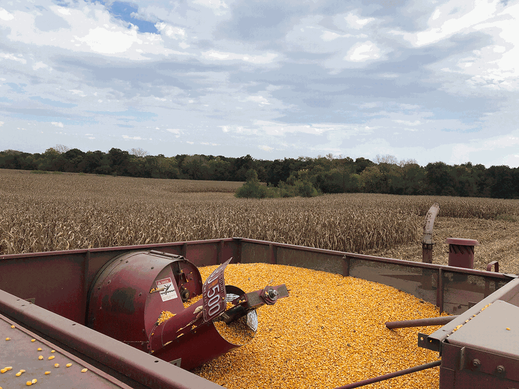 corn grain wagon harvest