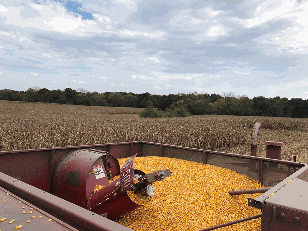 corn grain wagon harvest