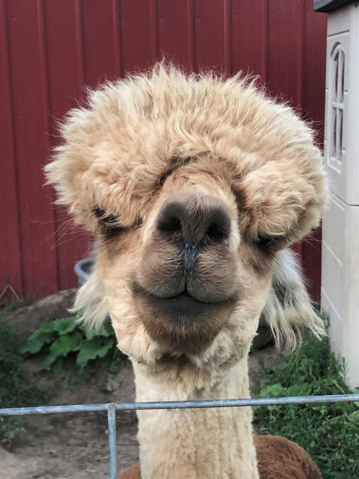 Alpacas: Hardy, low-maintenance animals