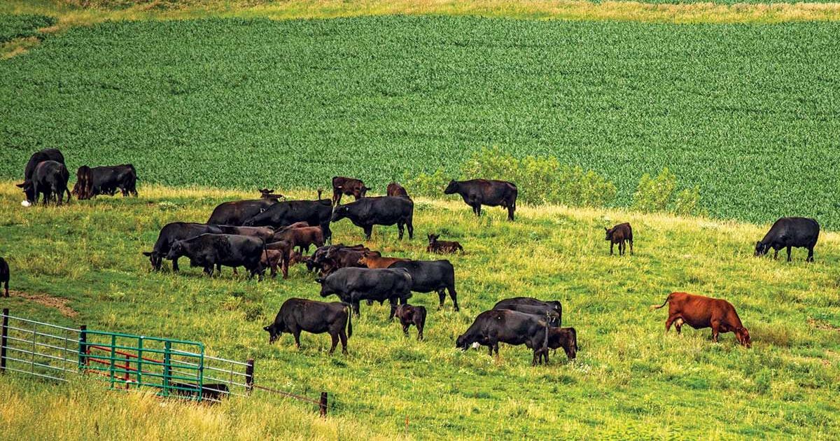Many factors could sway Iowa cattle trends