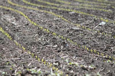 Hopes high for northern Corn Belt crops despite wet stretch