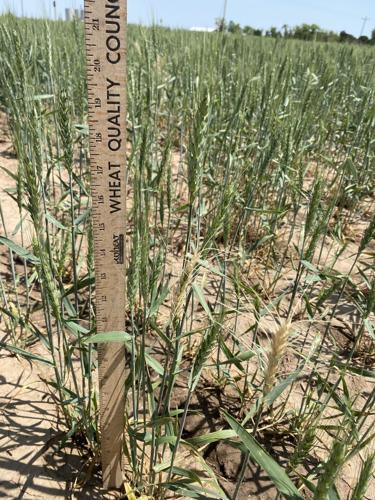 Ankle-high wheat: Farmers evaluate how to use drought-stricken winter ...