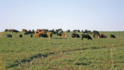 Timing critical to grazing cover crops