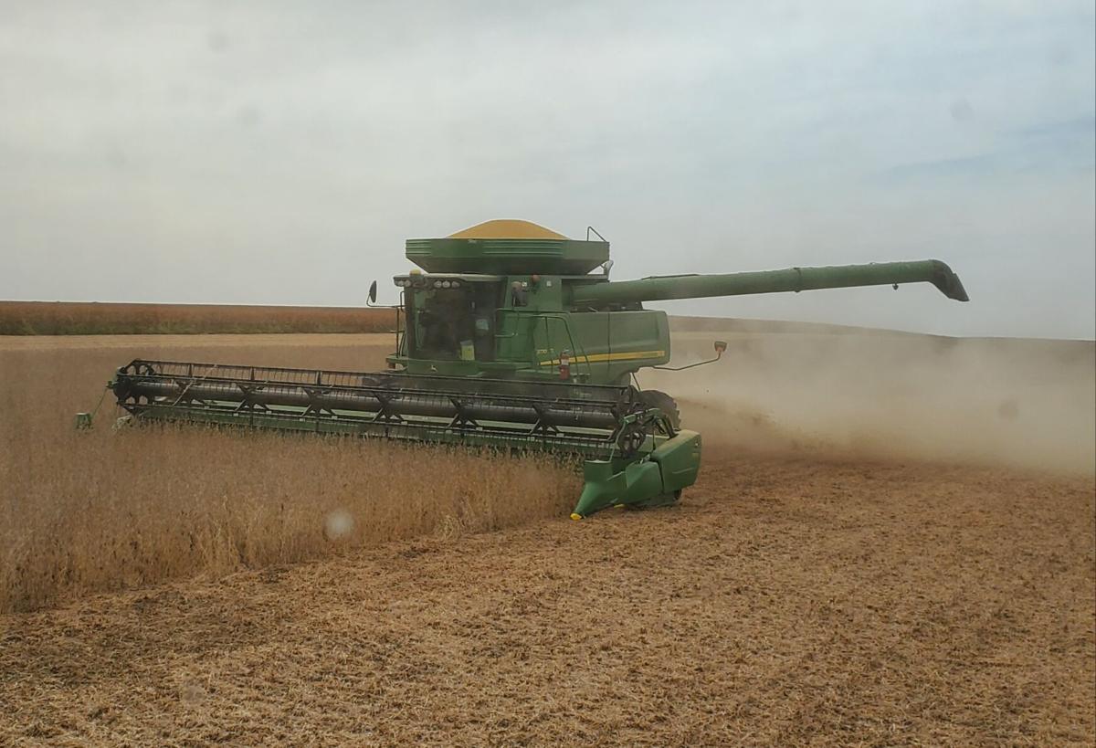 Crop Watcher: Drought impacts corn yields