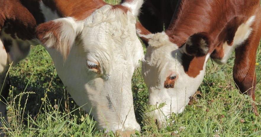 Understand trichomoniasis in cattle