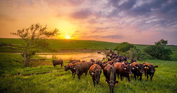 Mertz brothers’ River Creek Farms keeps thumbs on cattle sale pulse