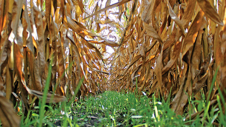 MU releases new guide series on cover crops