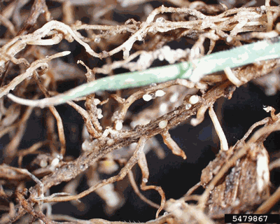 SCN-resistance trials bring in record yields in 2025