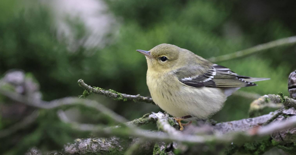Rare birds signal shifting migration