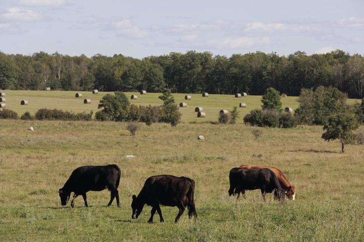 Toxic tastes: Drought conditions can increase nitrate levels in forage ...