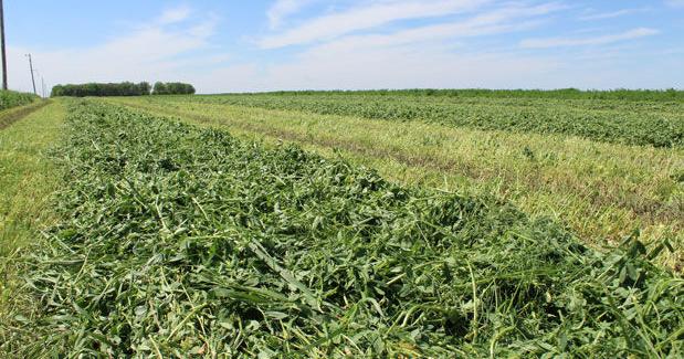 Connection with land remains strong in country-raised kids