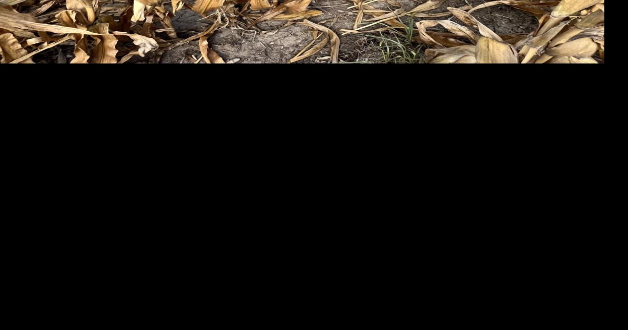 Crops as stressed as you are by the weather