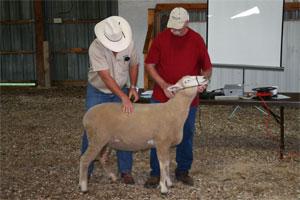 Proper Body Condition Scoring Crucial During Sheep Cycle