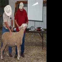 Proper Body Condition Scoring Crucial During Sheep Cycle