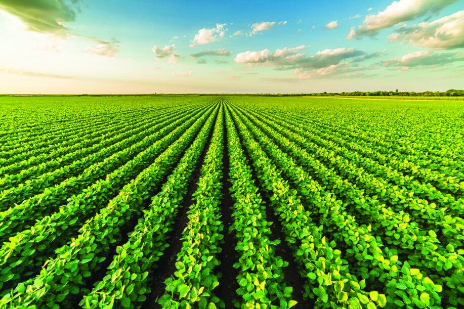 Agmatix, BASF partner to develop soybean cyst nematode detection tool