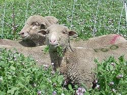 fodder crops for sheep