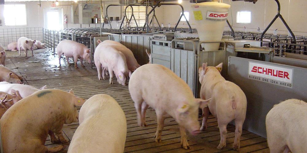 Electronic sow feeders add benefits