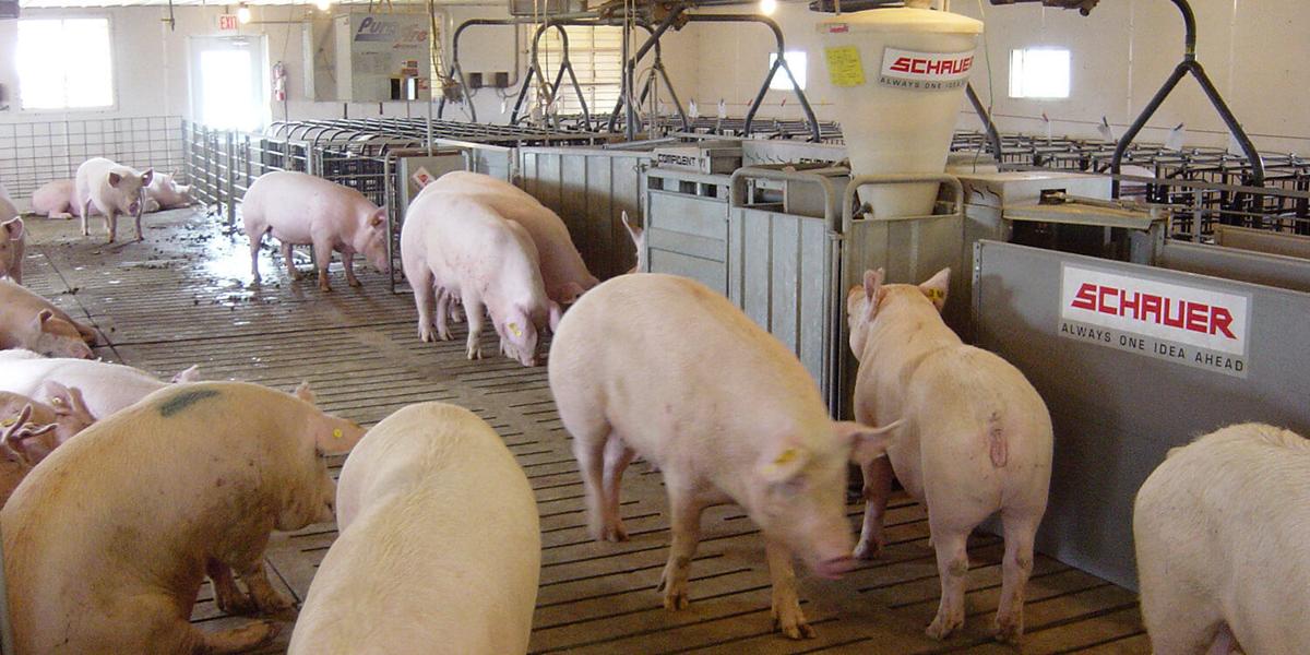 Electronic sow feeders add benefits