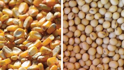 Analyst: How much higher can soybeans go?