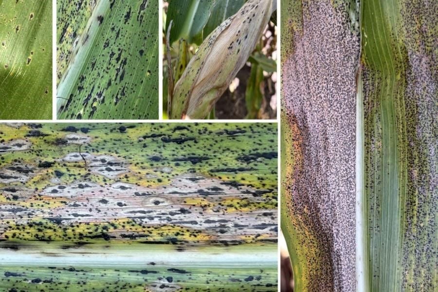 U of M researchers develop resource to identify corn tar spot
