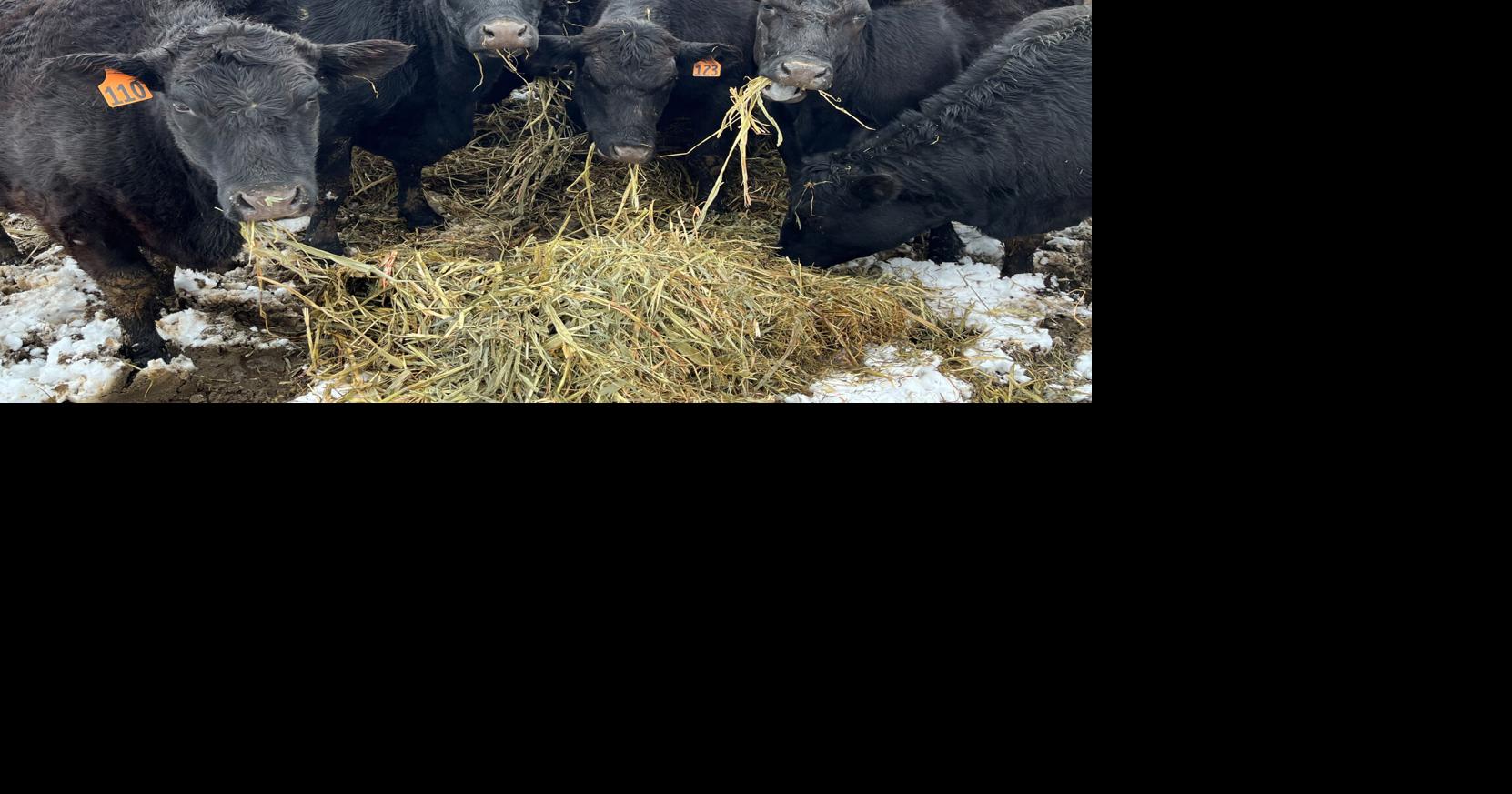Beef cows eating