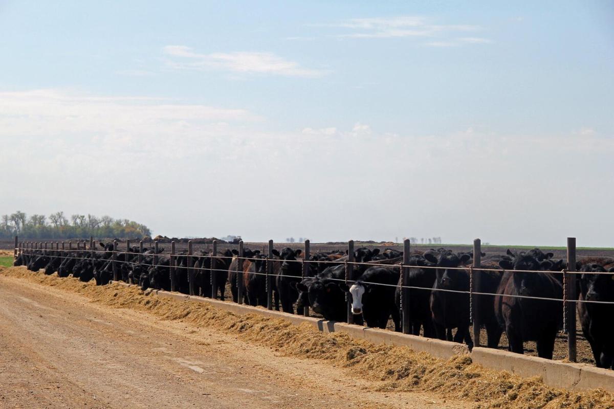 Dakota Valley Growers, Bion partnering on new indoor high-tech feedlot ...
