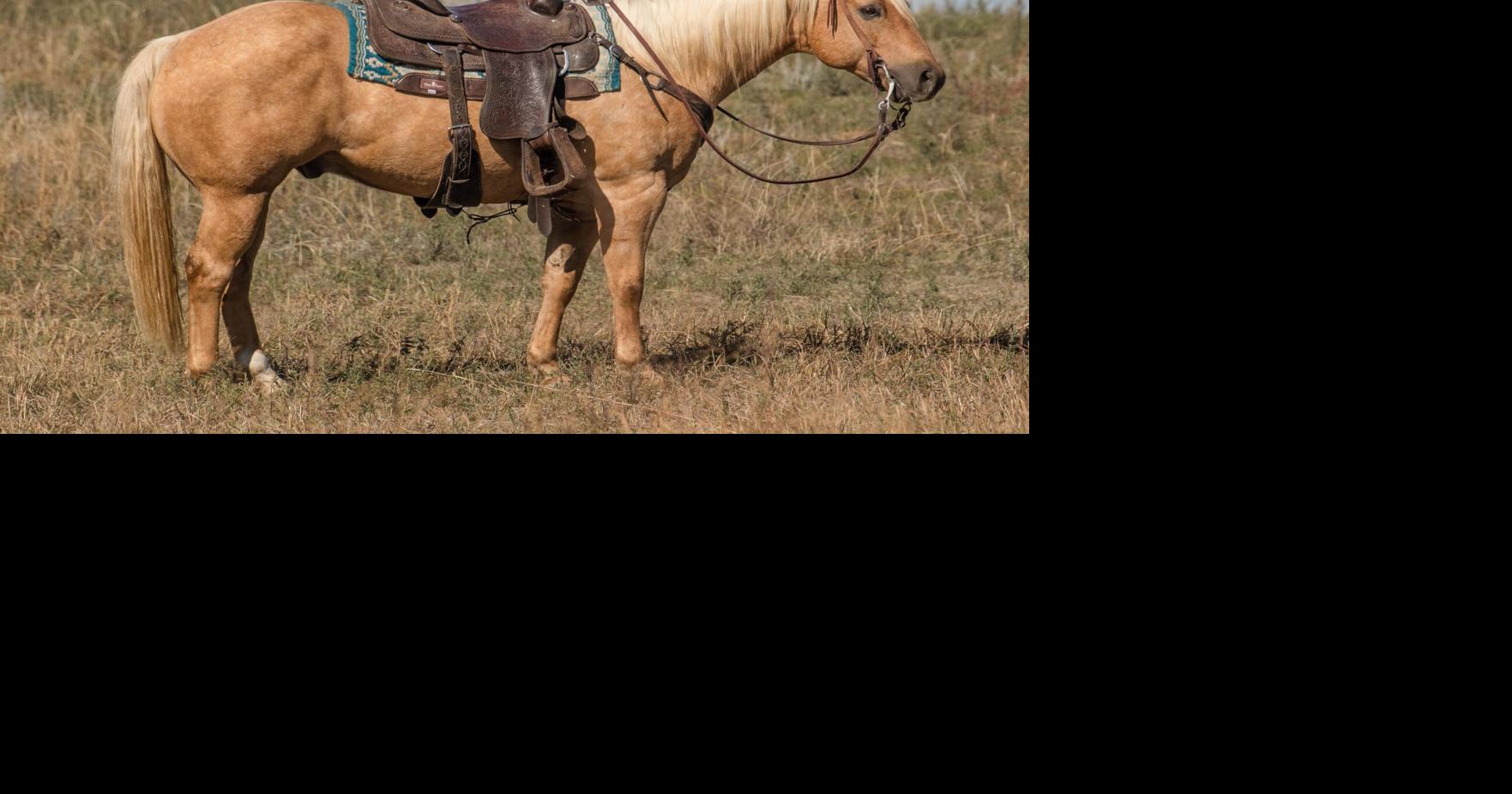 The American Quarter Horse: A Versatile and Athletic Breed ...