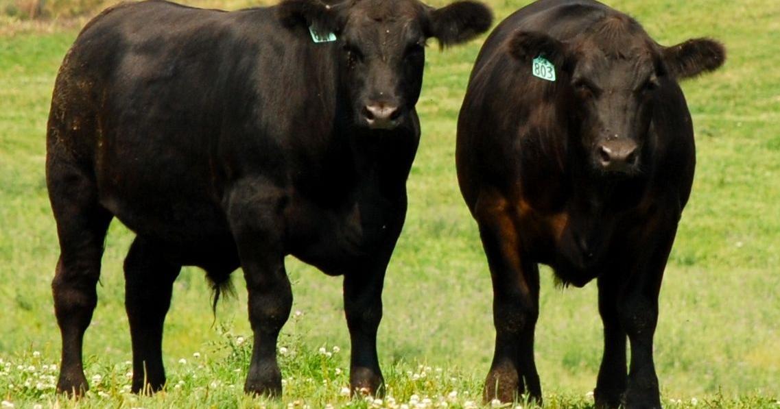 Factors impact beef dressing-percentage