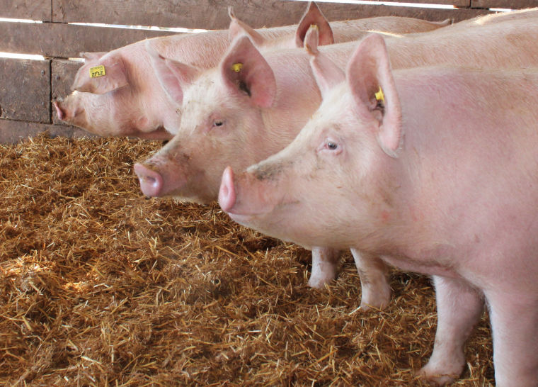 Are the vitamins in your sow ration up to par?